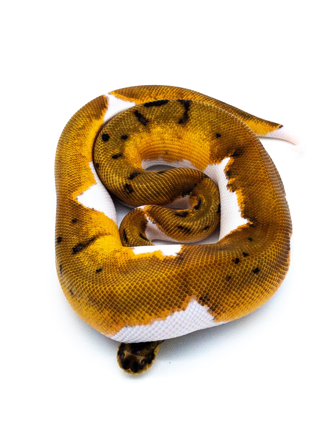 Orange Dream Pinstripe Pied Ball Python by Eby Built Constrictors - MorphMarket