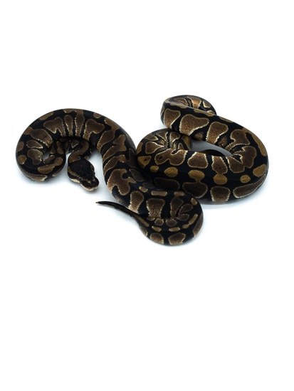 Pair Het Tristripes Poss Het Tsk Axanthic Ball Python by Eby Built Constrictors