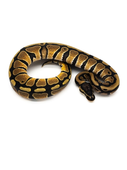 Possible Gravel Double Het Tristripe Lavender Albino Ball Python by Eby Built Constrictors
