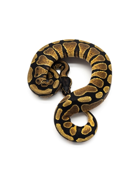 Possible Gravel Double Het Tristripe Lavender Albino Ball Python by Eby Built Constrictors