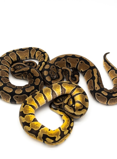 Enchi Gravel Dh Tristripe Lavender Albino Trio Ball Python by Eby Built Constrictors