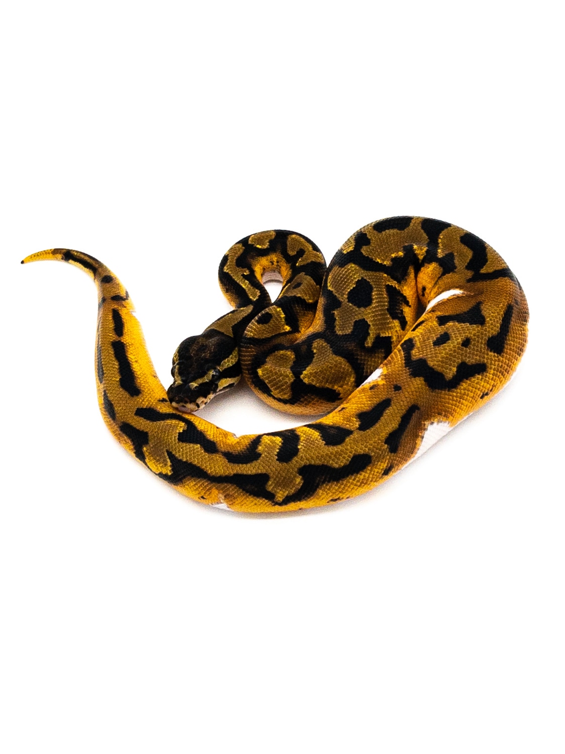 Orange Dream Piebald Ball Python by Eby Built Constrictors - MorphMarket