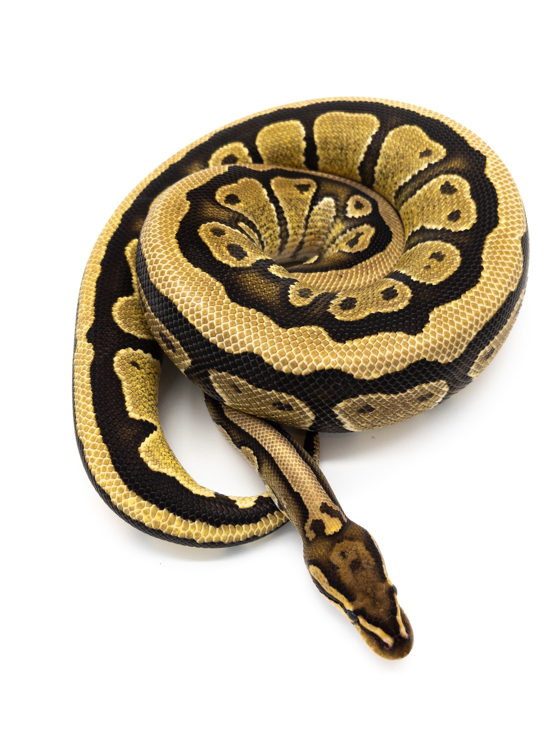 Breed Ready Fire Het Tristripe Ball Python by Eby Built Constrictors ...
