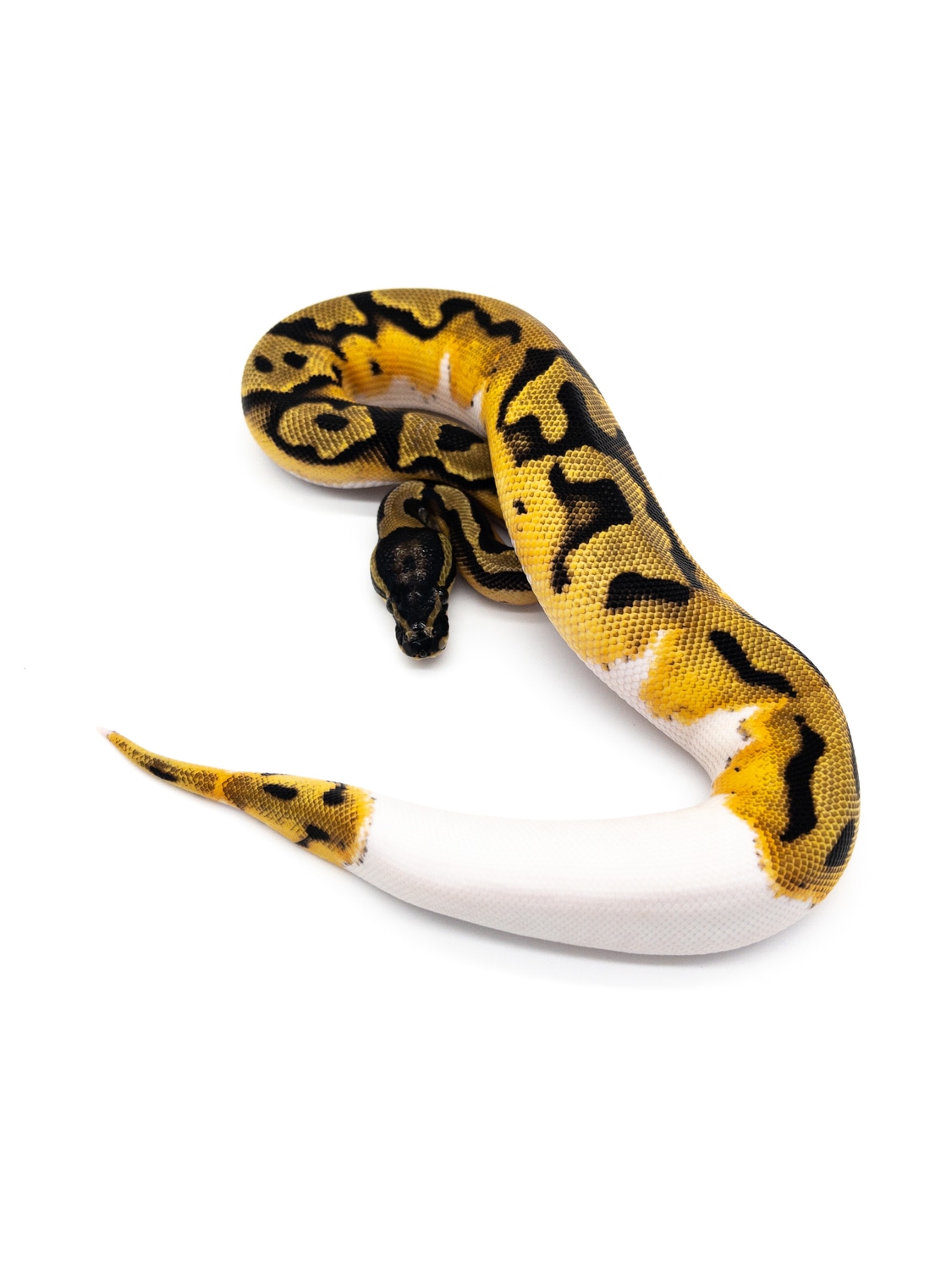 2202 Orange Dream Pied Ball Python by Eby Built Constrictors - MorphMarket