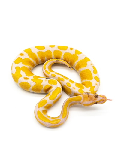 Lavender Albino Paradox Ball Python by Eby Built Constrictors