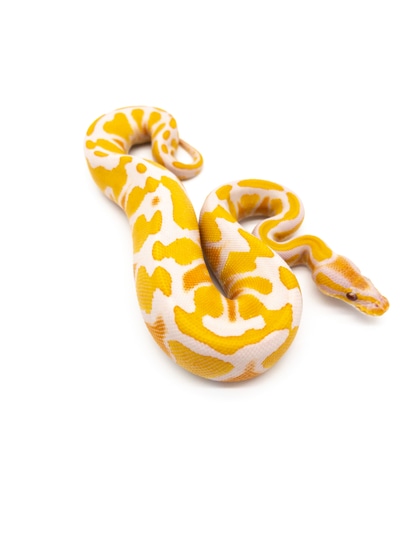 Lavender Albino Yellow Belly Ball Python by Eby Built Constrictors