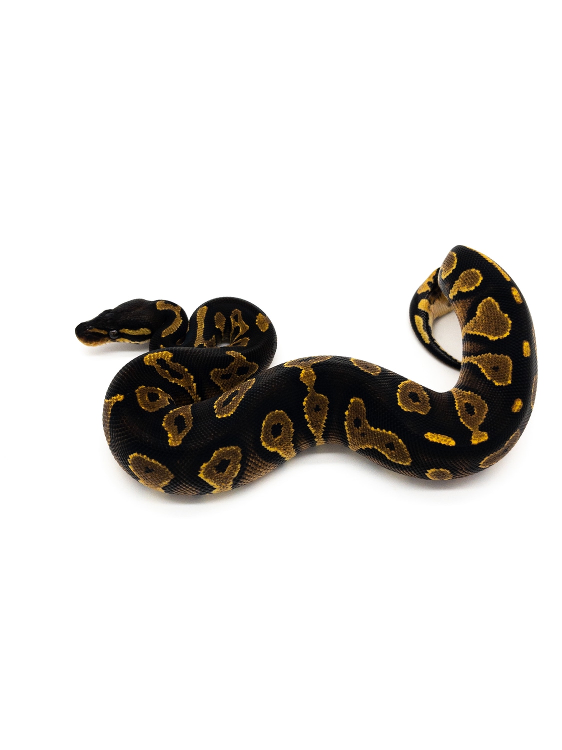 Blackhead Yellow Belly Poss Het Lavender Albino Ball Python by Eby ...