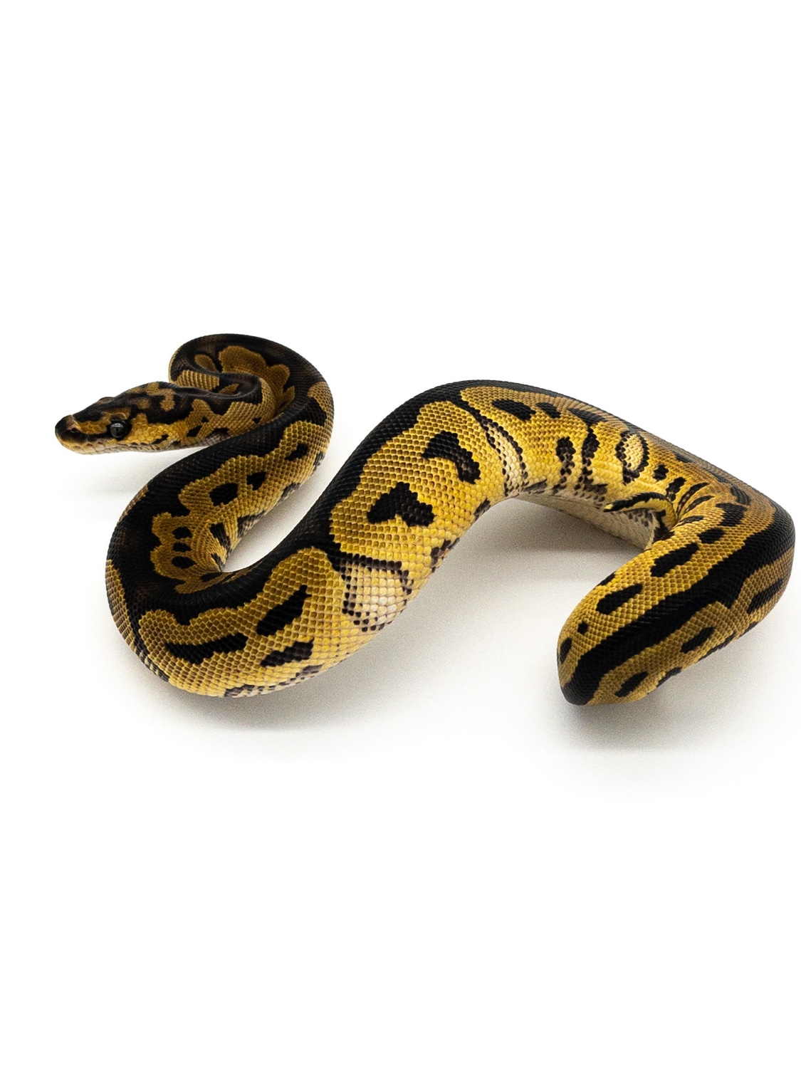 Clown Het Vpi Axanthic Ball Python by Eby Built Constrictors - MorphMarket