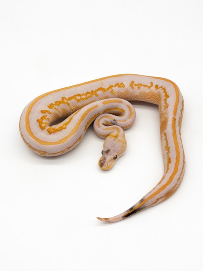 Lavender Albino Blackhead Cinnamon Yellow Belly Paradox Ball Python by ...