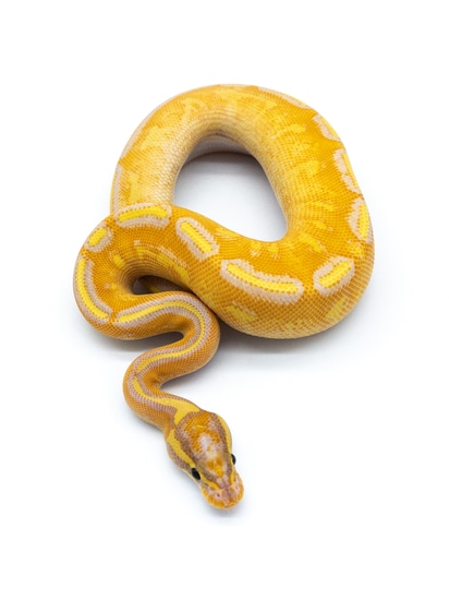 Banana Orange Dream Enchi Highway Ball Python by Eby Built Constrictors
