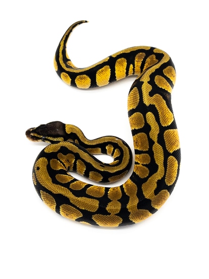 Pastel Het Tristripe Ball Python by Eby Built Constrictors