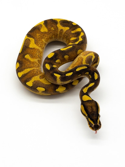 Enchi Super Gravel Ball Python by Eby Built Constrictors
