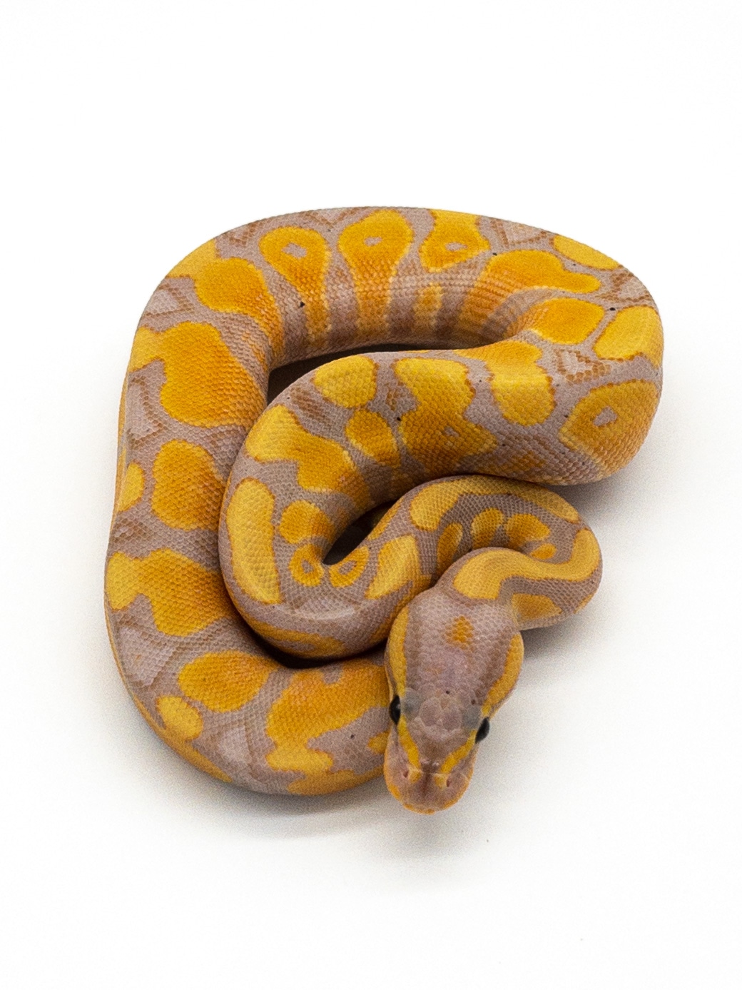 Banana Orange Dream Enchi Gravel/yellow Belly Ball Python by Eby Built ...