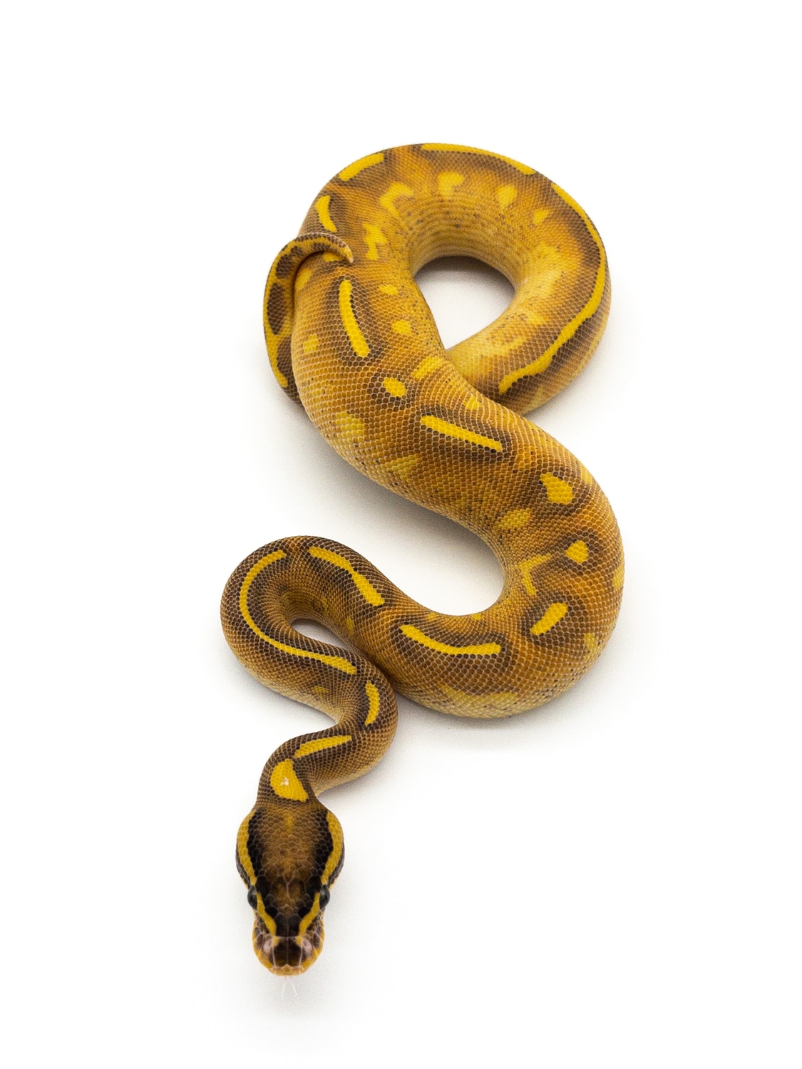 Enchi Highway Ball Python by Eby Built Constrictors - MorphMarket