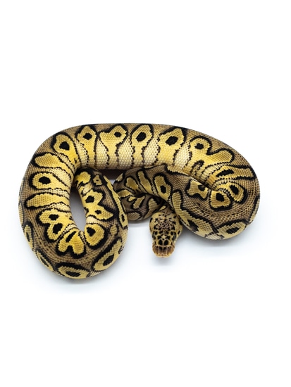 Pastel Hurricane Clown Ball Python by Eby Built Constrictors