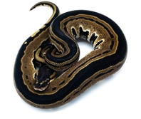 Tristripe Het Tsk Axanthic Ball Python by Eby Built Constrictors - MorphMarket