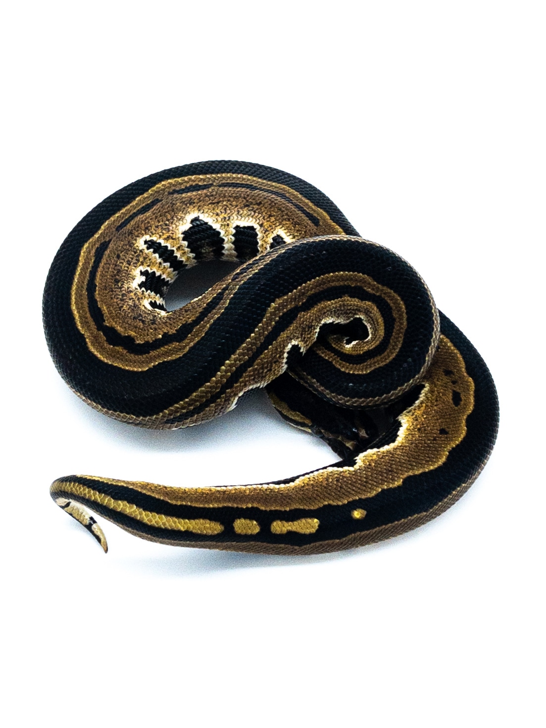 Tristripe Het Tsk Axanthic Ball Python by Eby Built Constrictors ...