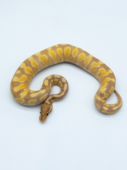 Banana Orange Dream Enchi Poss Gravel /asphalt Ball Python by Eby Built ...