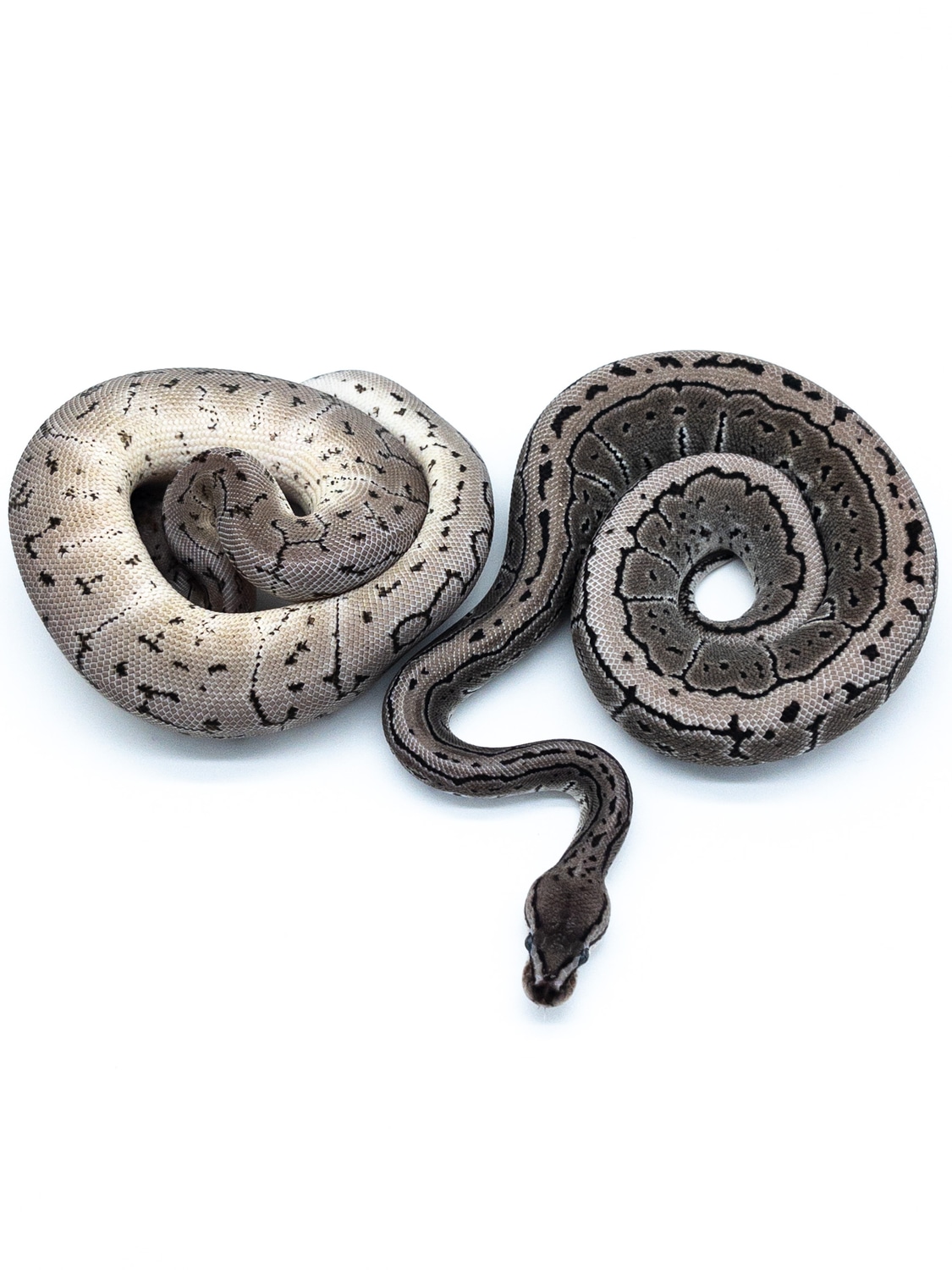 Vpi Axanthic Shrapnel Pinstripe Het Clown Ball Python by Eby Built ...