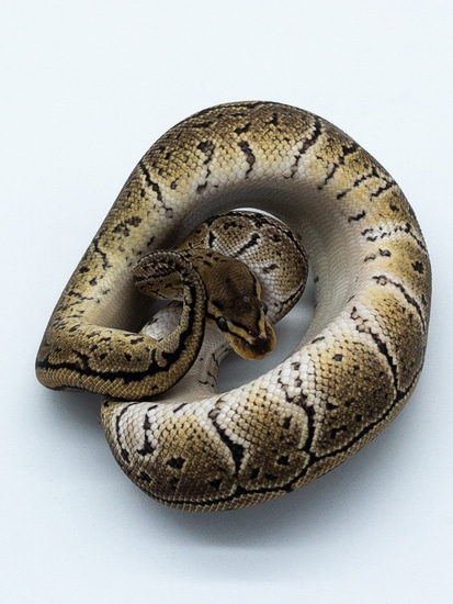 Shrapnel Pinstripe Double Het Clown / Vpi Axanthic Ball Python by Eby Built Constrictors