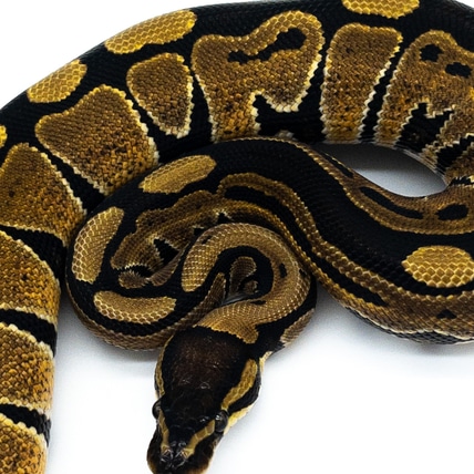 Tristripe Het Tsk Axanthic Ball Python by Eby Built Constrictors - MorphMarket