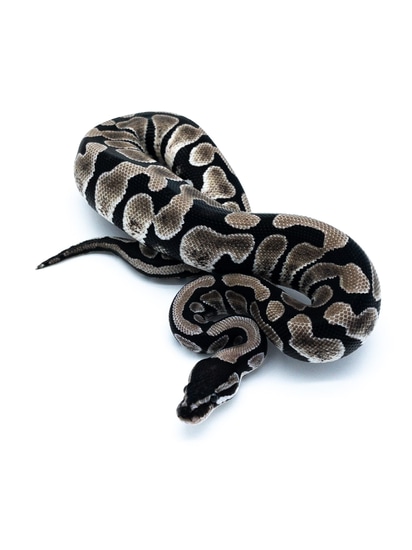 Tsk Axanthic Het Tristripe Ball Python by Eby Built Constrictors