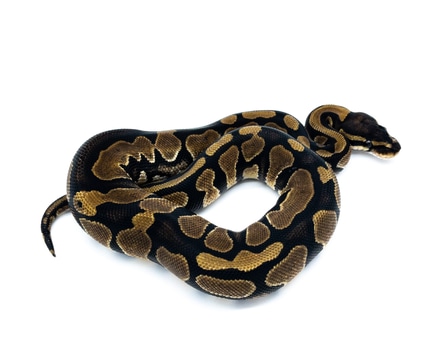 Tristripe Het Tsk Axanthic Ball Python by Eby Built Constrictors ...