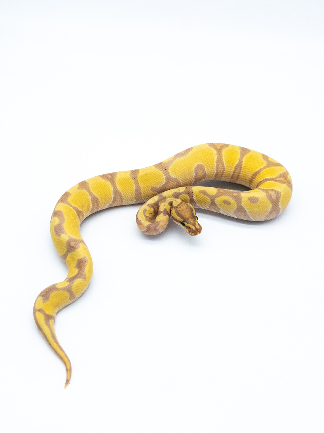 Banana Enchi Gravel Ball Python by Eby Built Constrictors - MorphMarket
