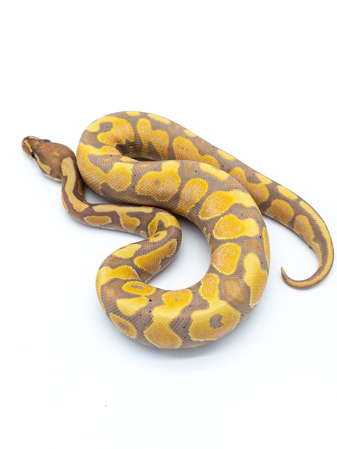 Banana Gravel Calico Poss Specter And Black Pastel Ball Python by Eby ...