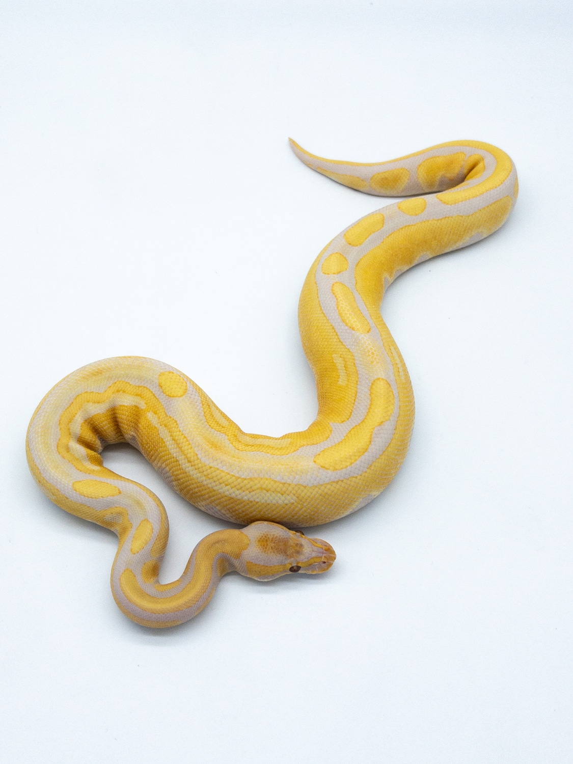 Lavender Albino Tristripe Possible Enchi And Yellow Belly Ball Python ...