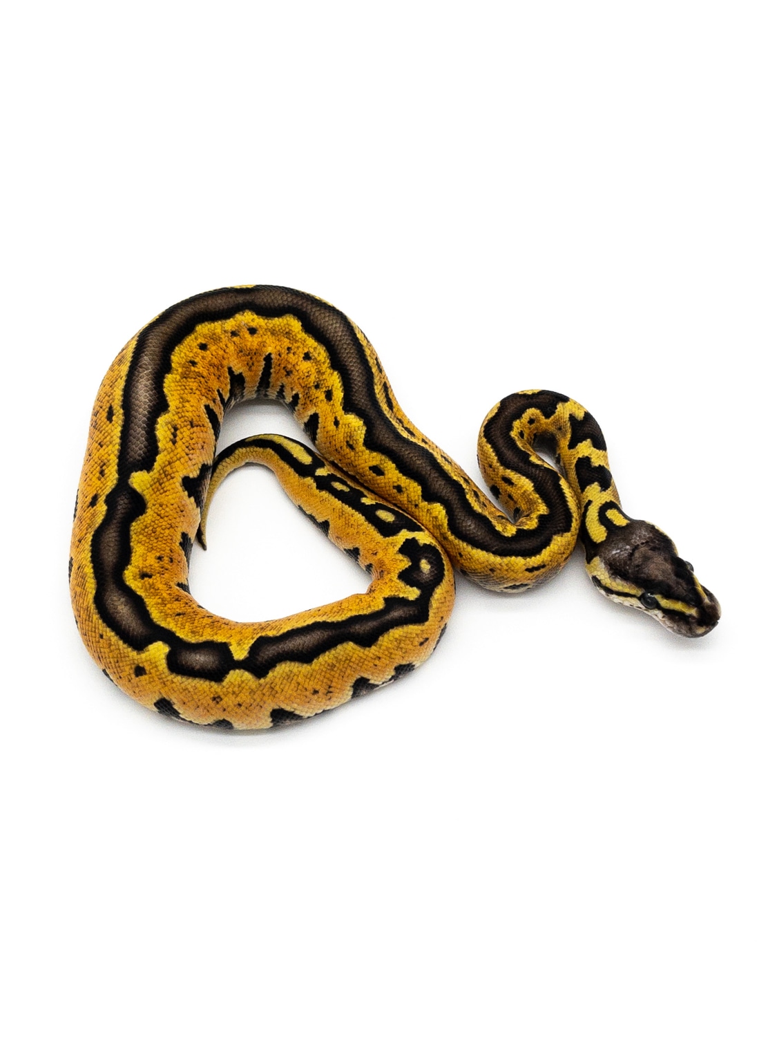 Super Pastel Tri-stripe Ball Python by Eby Built Constrictors - MorphMarket