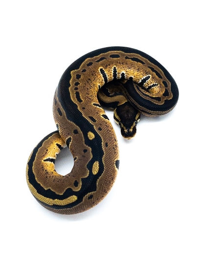 Tristripe Ball Python by Eby Built Constrictors