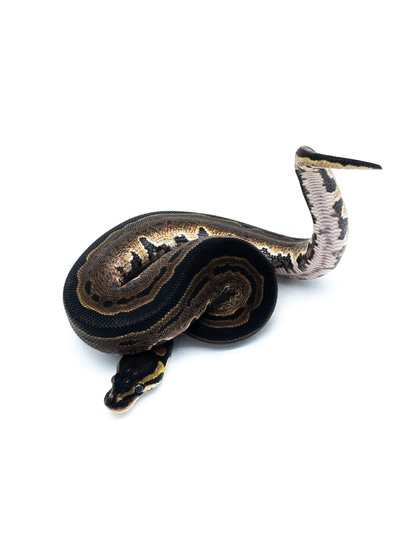 Tristripe Ball Python by Eby Built Constrictors