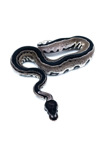Tristripe Axanthic (Tsk) Ball Python by Eby Built Constrictors