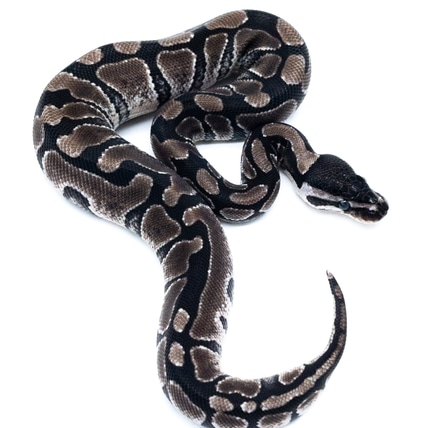 Vpi Axanthic Shrapnel Pinstripe Het Clown Ball Python by Eby Built Constrictors - MorphMarket