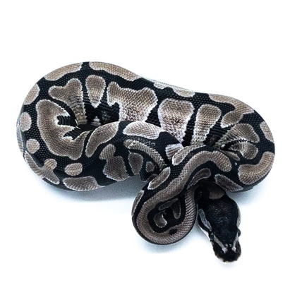Tristripe Het Tsk Axanthic Ball Python by Eby Built Constrictors ...