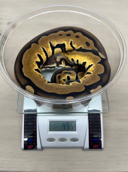 Pastel Tristripe Ball Python by Eby Built Constrictors