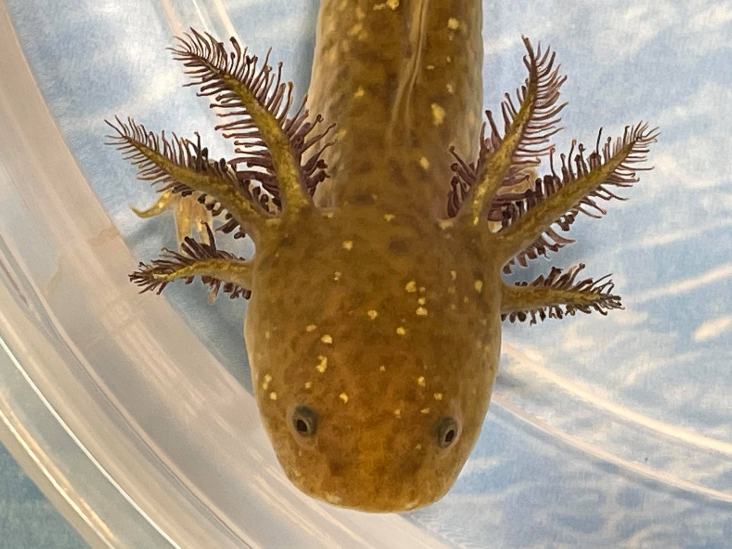FAITH 5" MOONBURST Copper Axolotl by Ecclesiastical Axolotls - MorphMarket