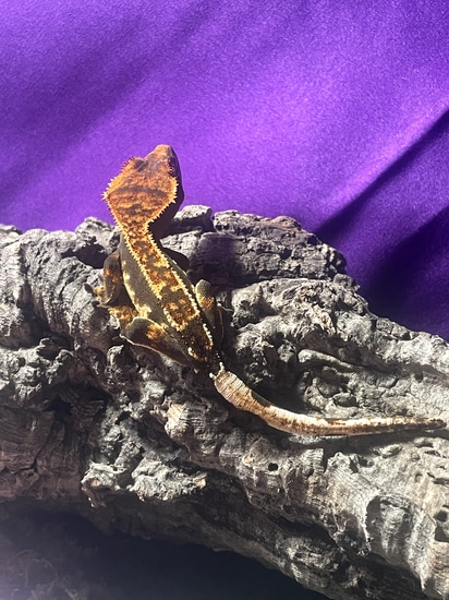 Softscale Empty Back Juvie (Obscura) Crested Gecko by East Coast Geckoes