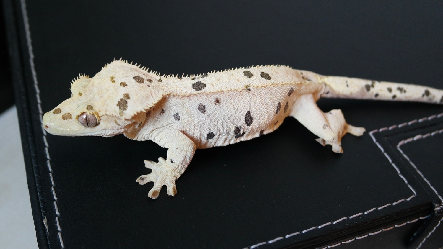 Light Yellow Base Ink Spot Dalmatian Crested Gecko by Mercury Geckos ...