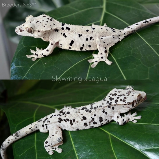 Pale Base Line Super Dal Crested Gecko by Mercury Geckos