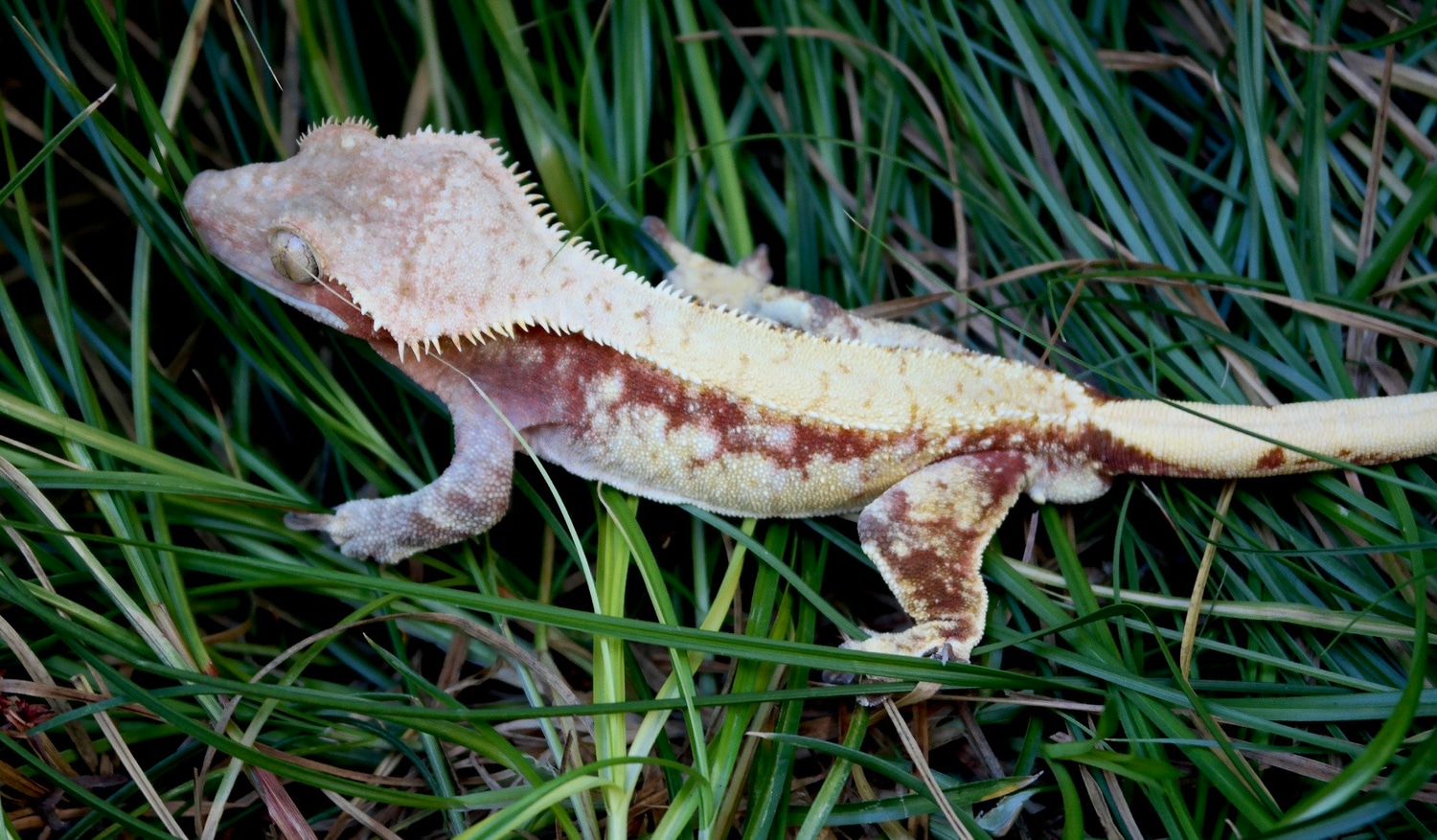 "Cerise" Drippy Red Extreme Harlequin Crested Gecko by Mercury Geckos ...