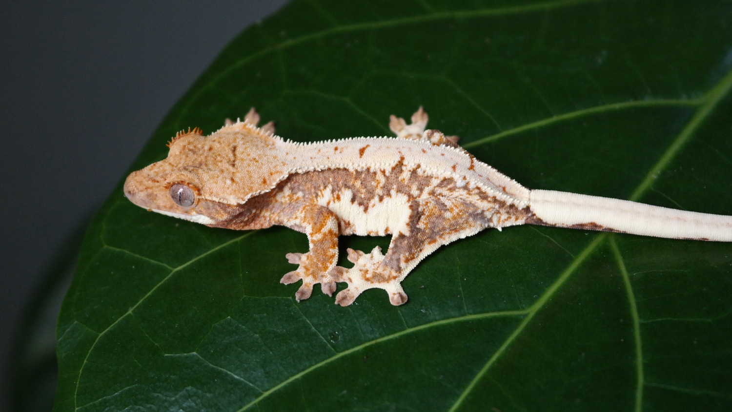 Lavender Lilly White Crested Gecko by Mercury Geckos - MorphMarket