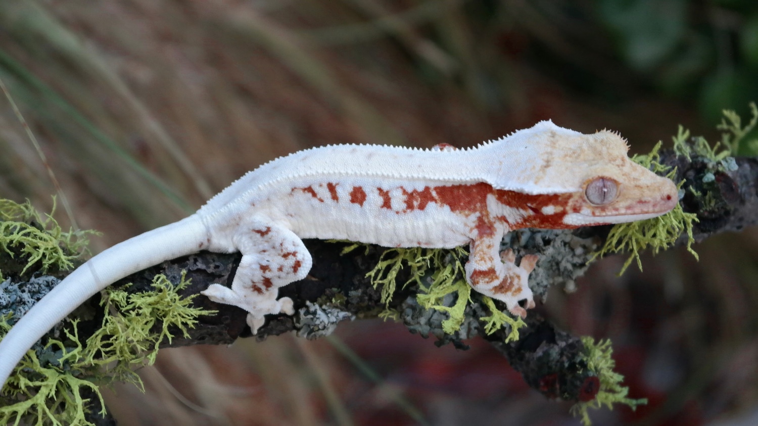 Bright Red Lilly White Crested Gecko by Mercury Geckos - MorphMarket