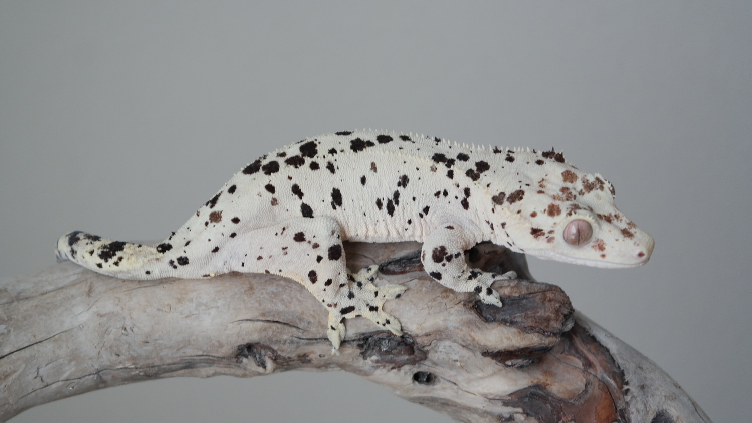 Pale Base Ink Spot Super Dalmatian Crested Gecko by Mercury Geckos ...