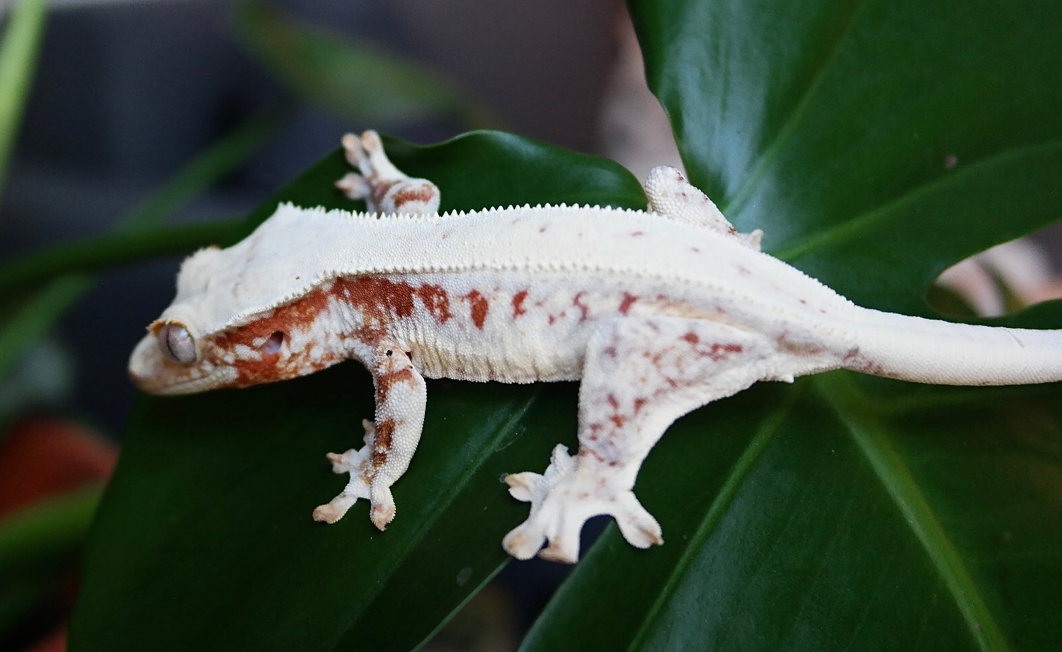 Collector Quality Bright Red Lilly White Crested Gecko by Mercury ...