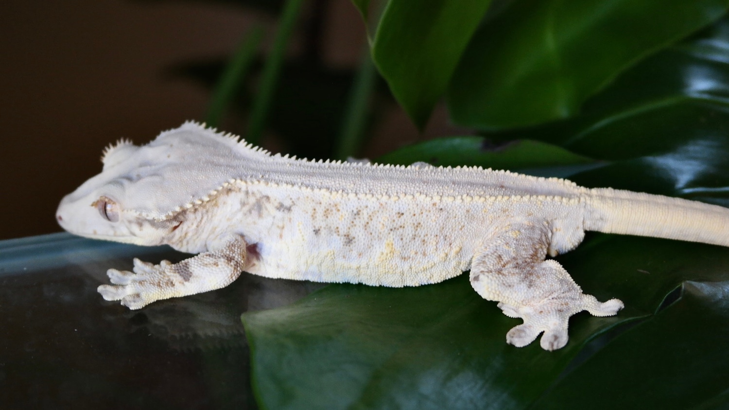 Extreme Coverage Lilly White Crested Gecko by Mercury Geckos - MorphMarket