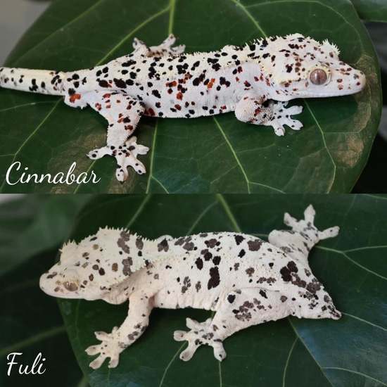 Cinnabar X Fuli - Ink Spot & Red Spots Crested Gecko by Mercury Geckos
