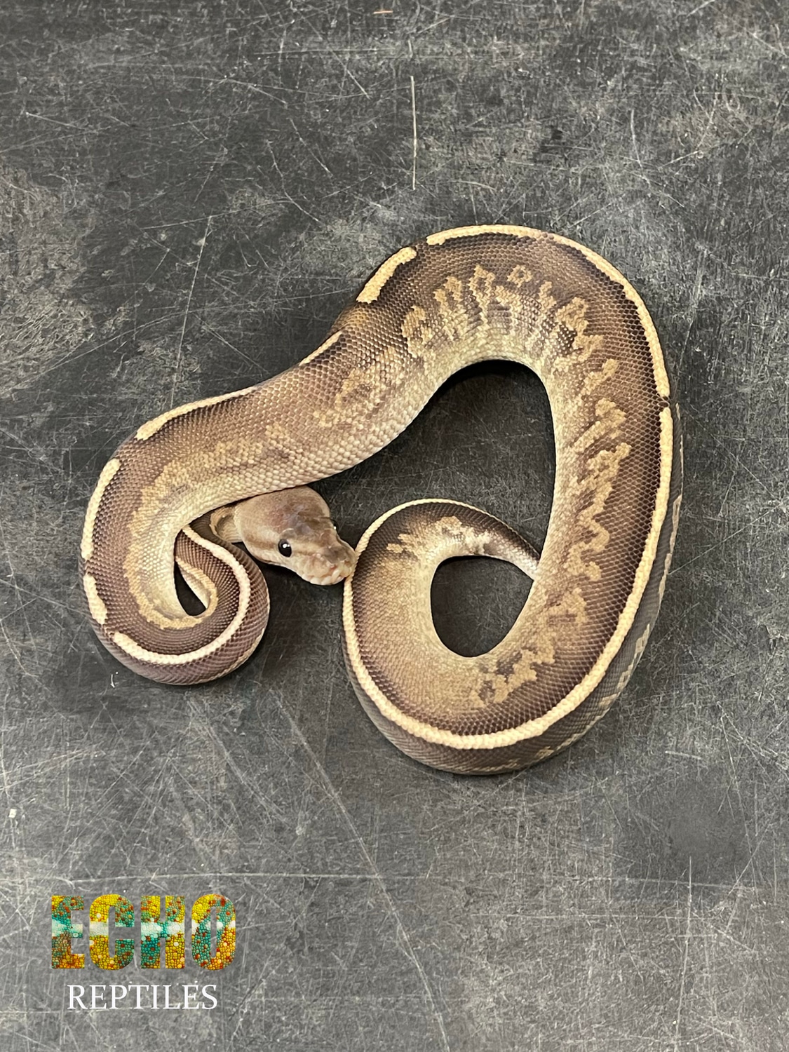 Mahogany Chocolate Cinnamon Fire Ball Python by Echo Reptiles - MorphMarket