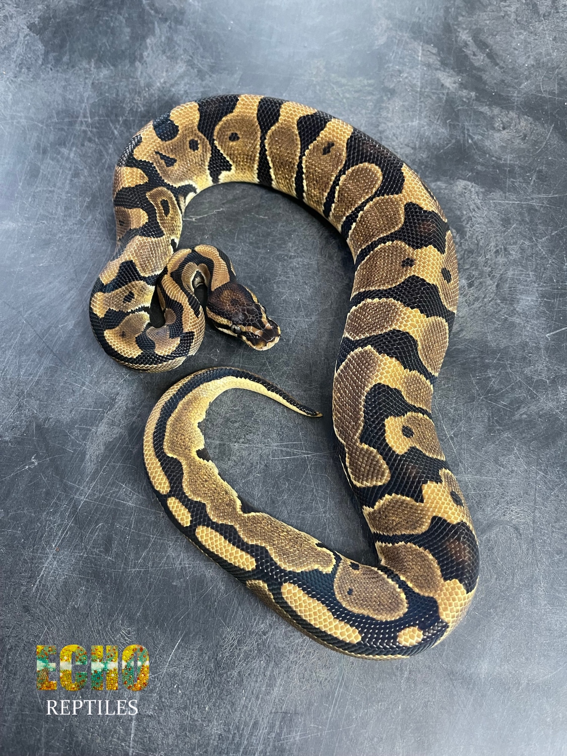 Mario Het Pied Ball Python by Echo Reptiles - MorphMarket